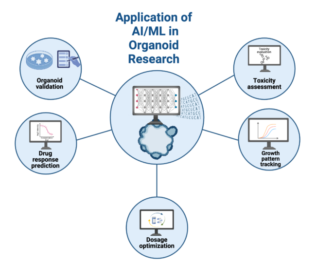 AI-powered Organoid Research| Biology | Solutions | Aganitha
